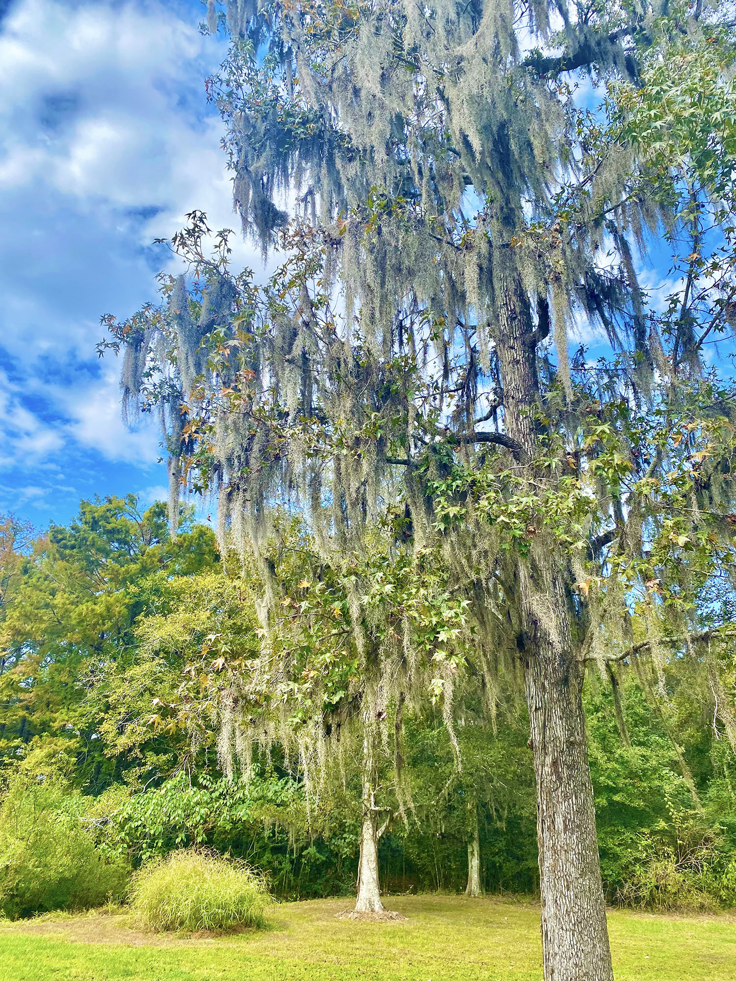 Spanish Moss at LSU AgCenter • Foodie Loves Fitness