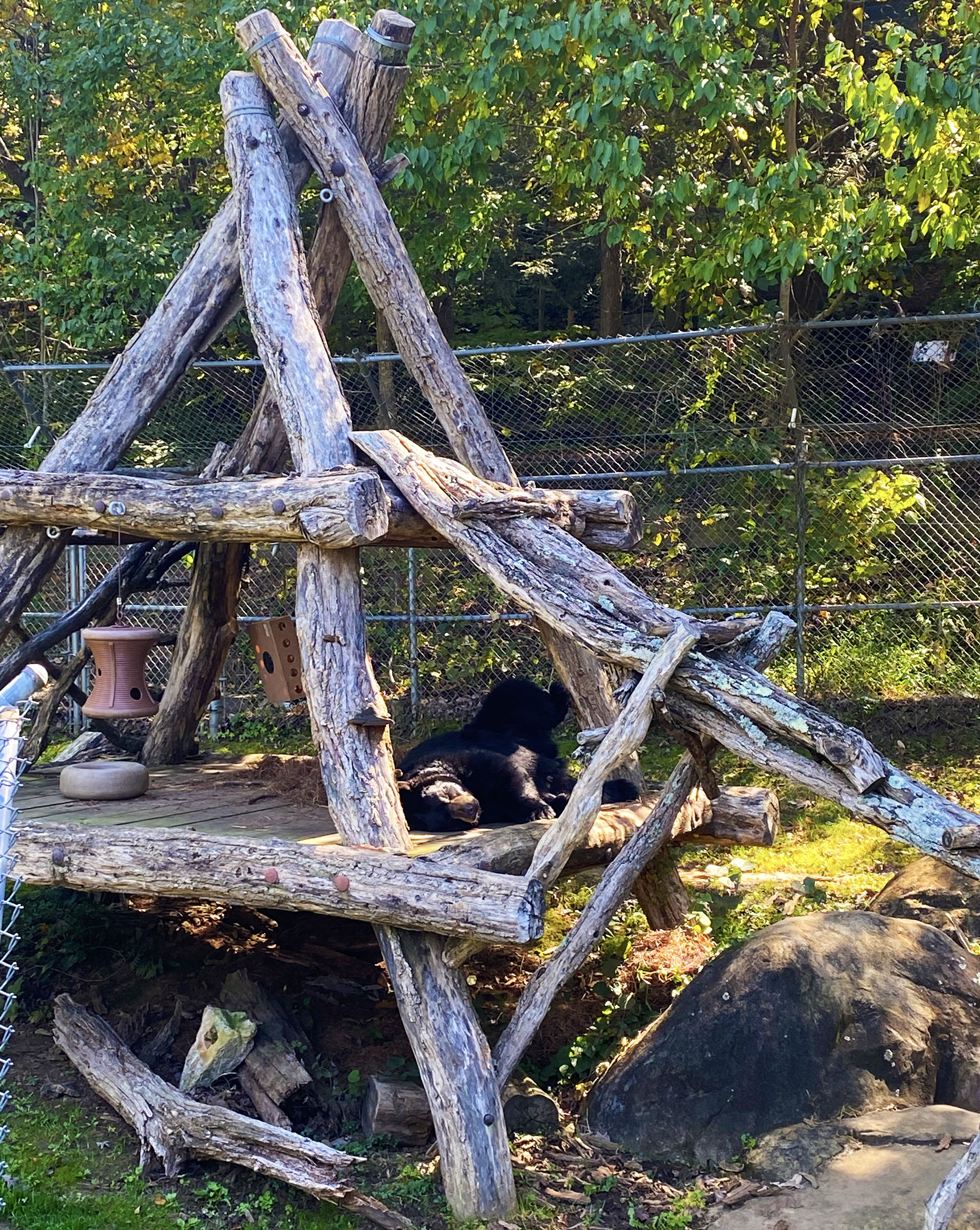 WNC Nature Center Bear • Foodie Loves Fitness